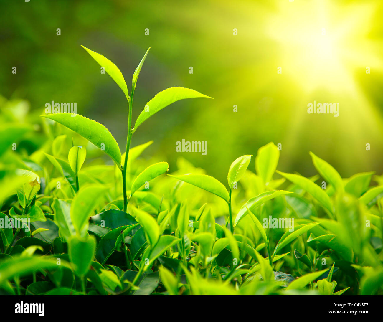 Green tea bud and fresh leaves. Tea plantations. Nature of Kerala ...