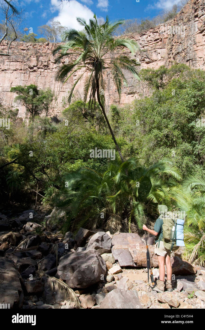 A palm tree in a lush gorge in Zimbabwe's Chizarira National Park Stock ...
