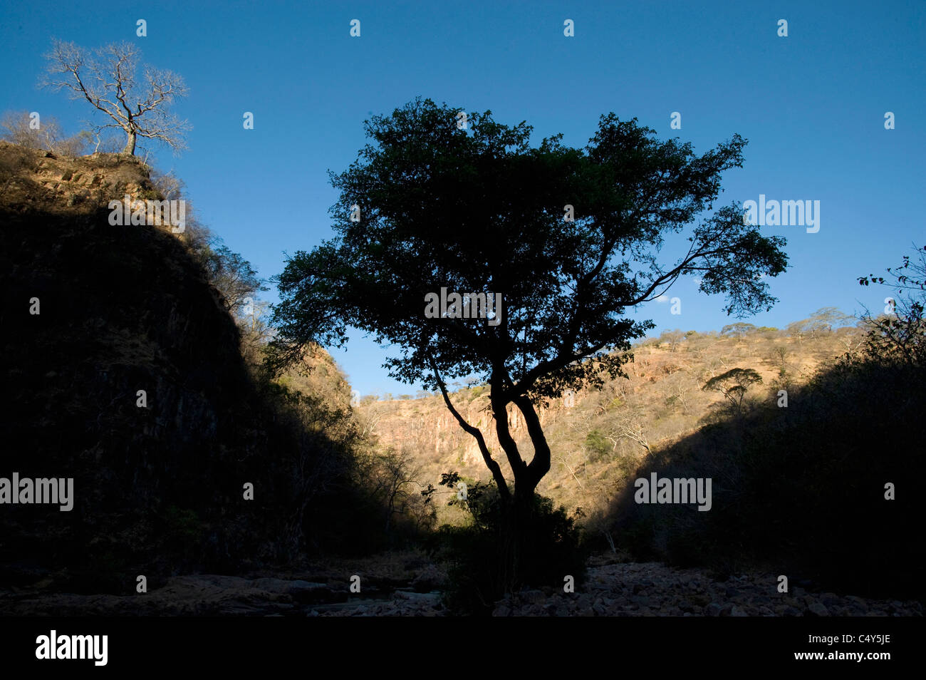Fig tree silhouette hi-res stock photography and images - Alamy