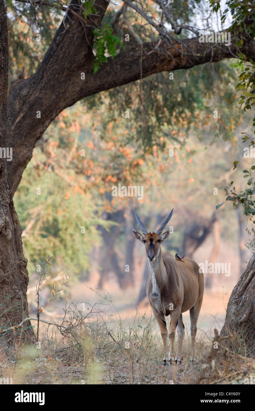 Man eland hi-res stock photography and images - Alamy
