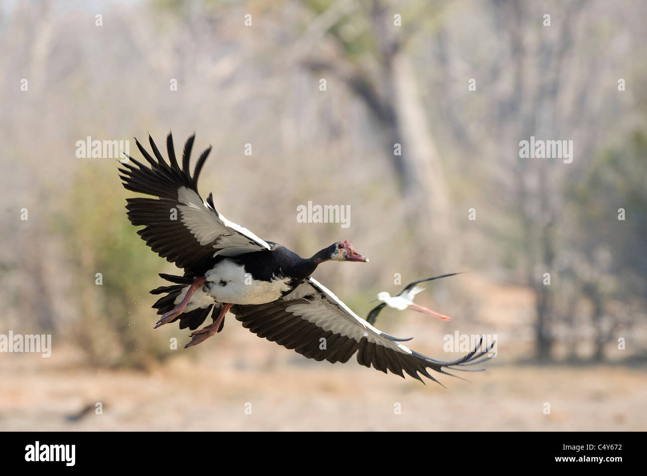 Spurwing goose in Zimbabwe's Mana Pools National Park Stock Photo - Alamy