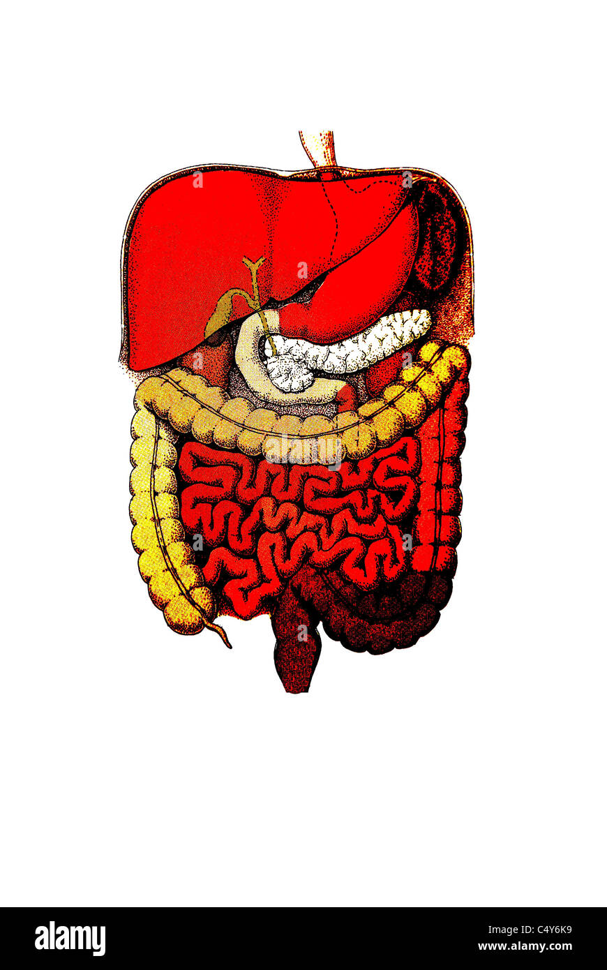 Digestive System Cut Out Stock Images & Pictures - Alamy