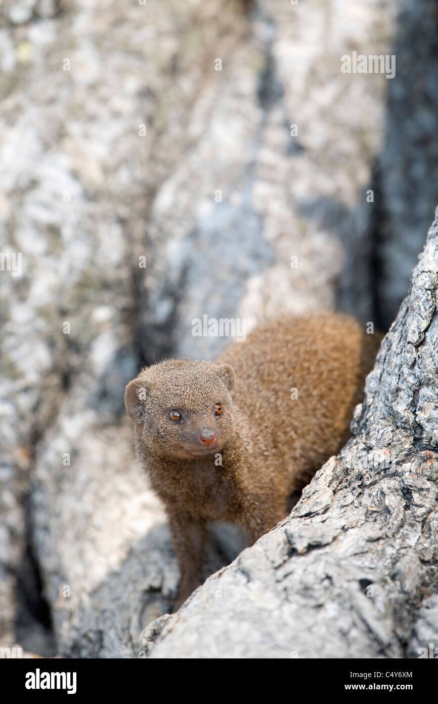 Slender Mongoose, Galerella sanguinea, in a tree burrow, Hwange ...