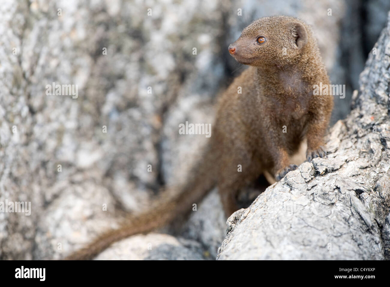Slender Mongoose, Galerella sanguinea, in a tree burrow, Hwange ...