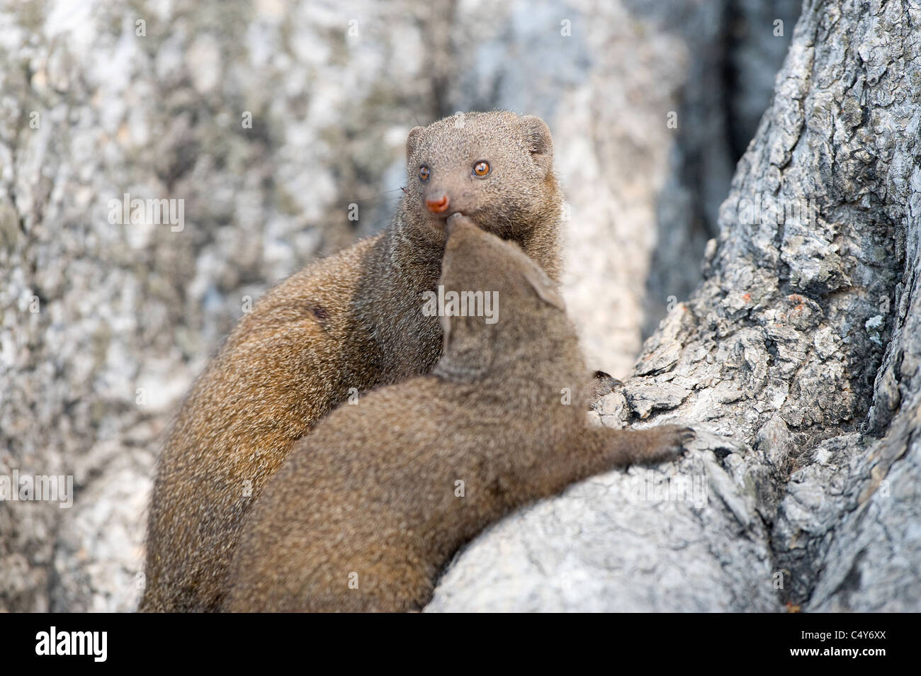 Slender Mongoose, Galerella sanguinea, in a tree burrow, Hwange ...