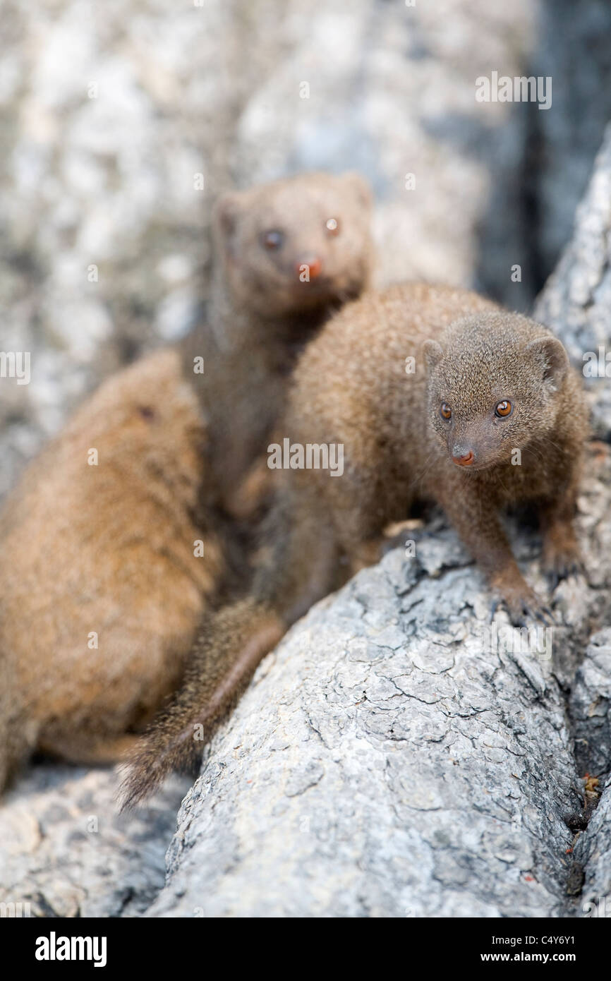 Slender Mongoose, Galerella sanguinea, in a tree burrow, Hwange ...