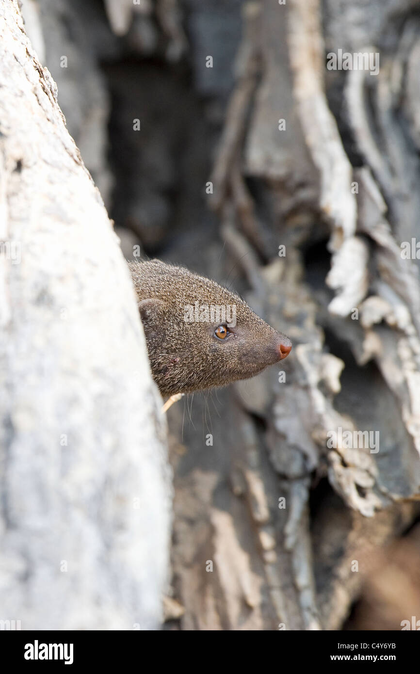 Slender Mongoose, Galerella sanguinea, in a tree burrow, Hwange ...