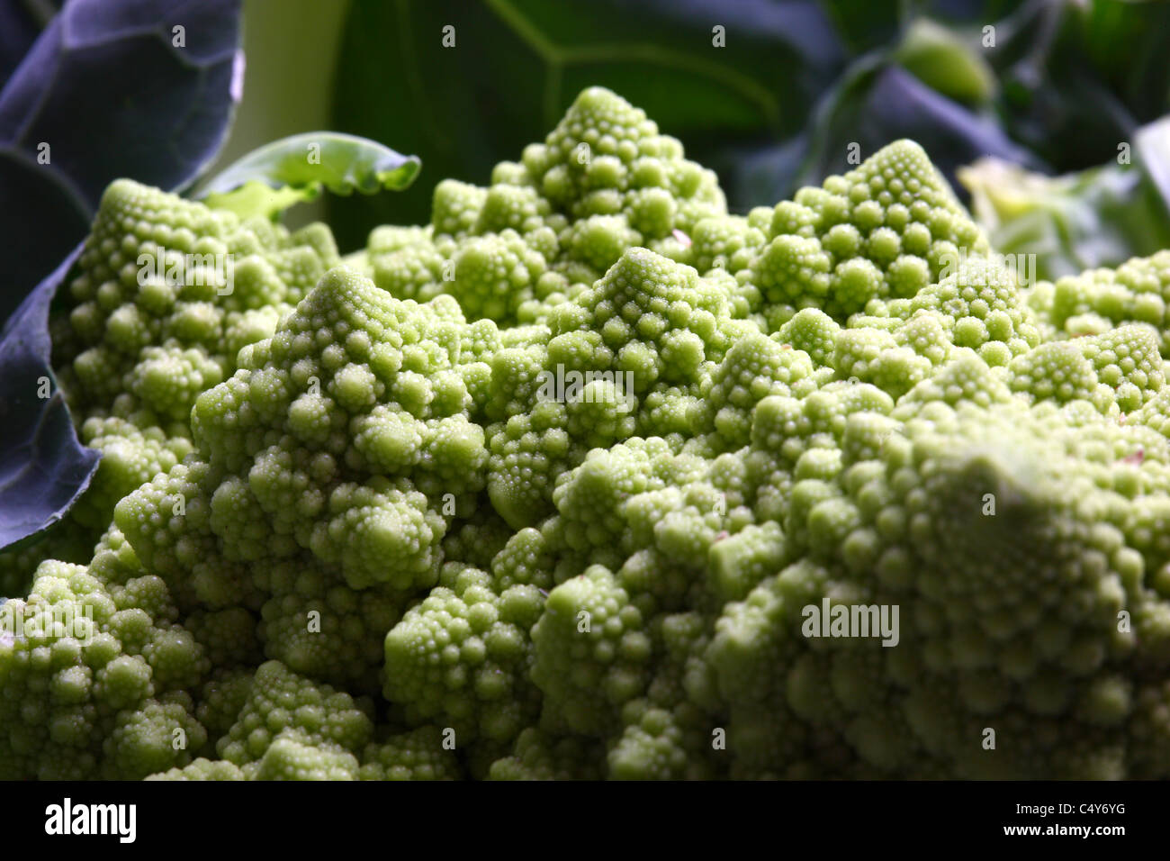 Vegetable, Romanesco broccoli, green type of cauliflower Stock Photo ...