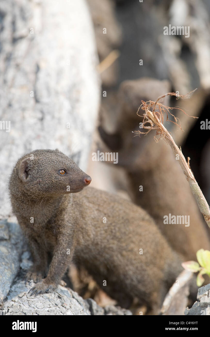 Slender Mongoose, Galerella sanguinea, in a tree burrow, Hwange ...