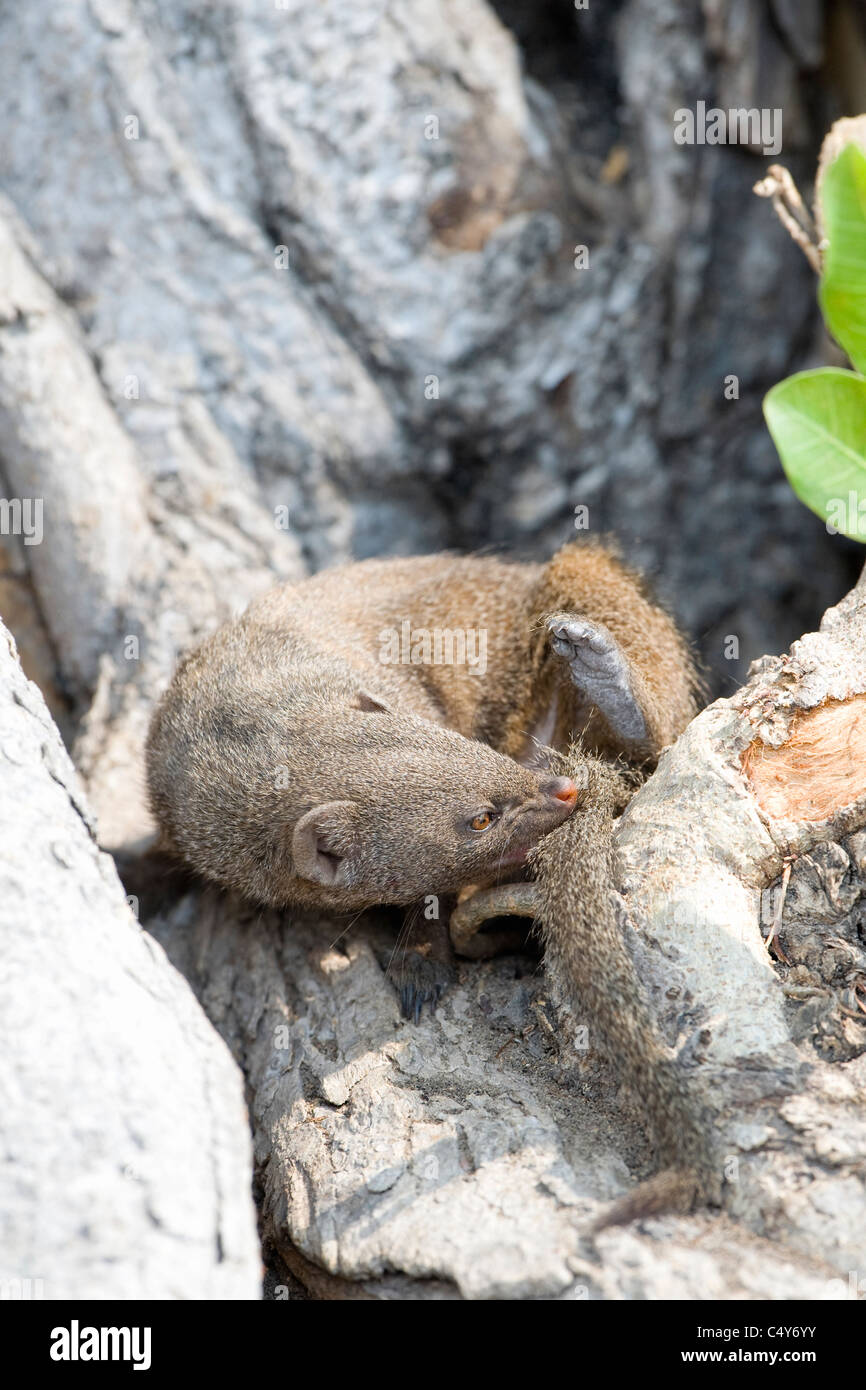 Slender Mongoose, Galerella sanguinea, in a tree burrow, Hwange ...