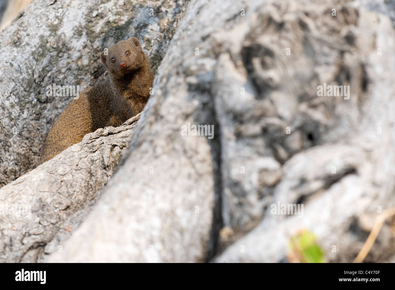 Burrowing Animals Weathering