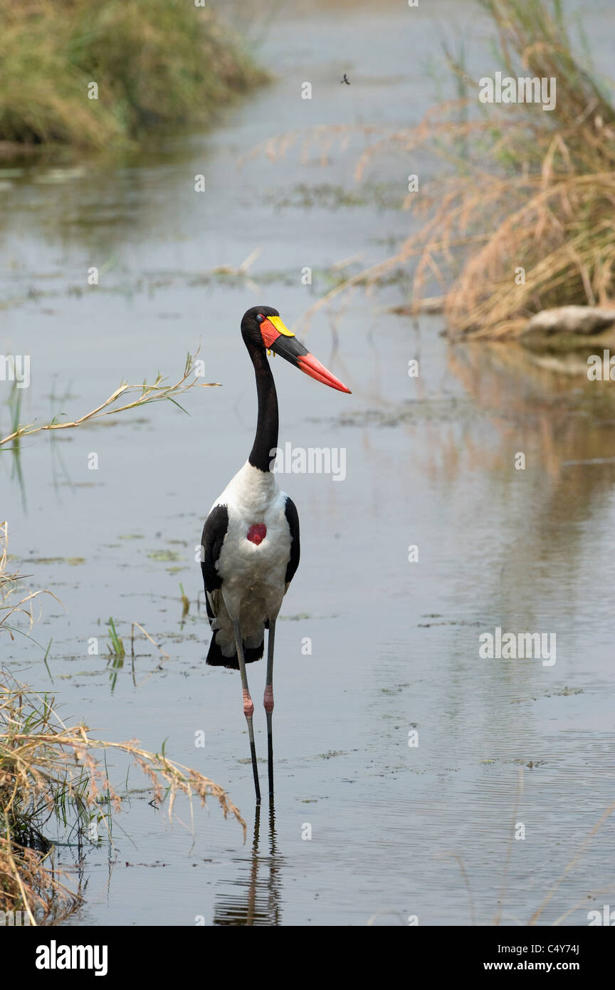 A Saddle Billed Stork, Ephippiorhynchus senegalensis, fishes in a river ...