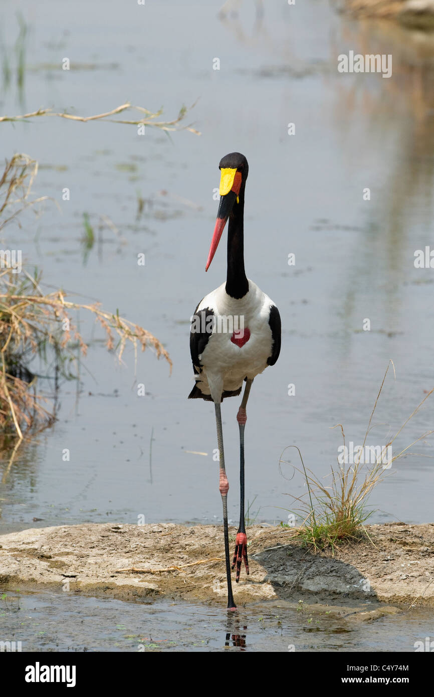 A Saddle Billed Stork, Ephippiorhynchus senegalensis, fishes in a river ...