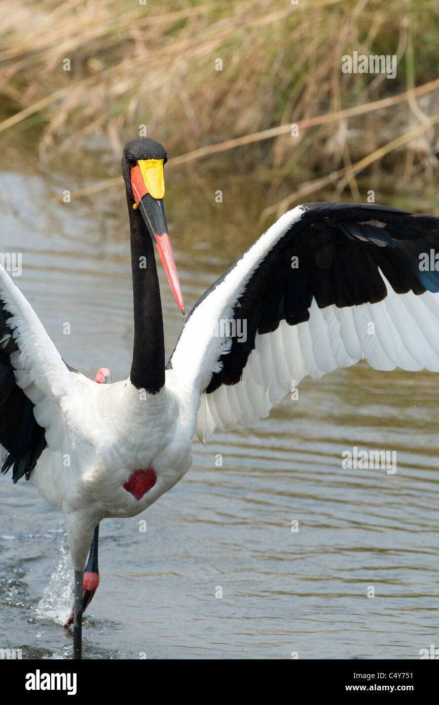 A Saddle Billed Stork, Ephippiorhynchus senegalensis, fishes in a river ...