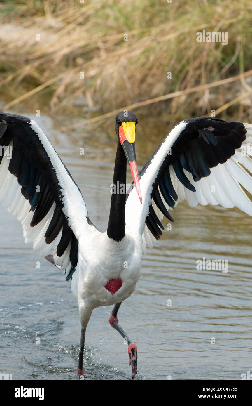 A Saddle Billed Stork, Ephippiorhynchus senegalensis, fishes in a river ...