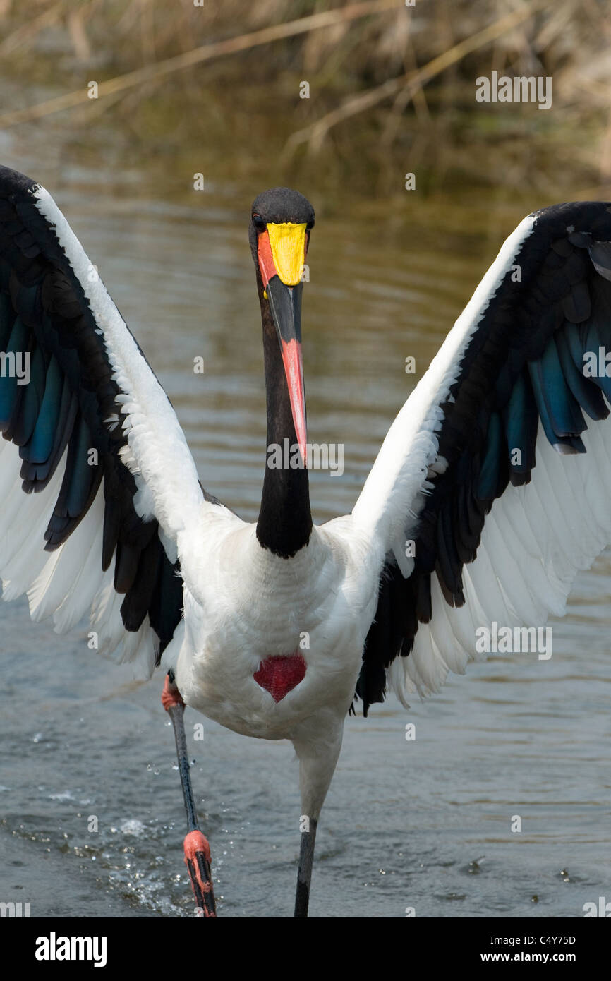 A Saddle Billed Stork, Ephippiorhynchus senegalensis, fishes in a river ...