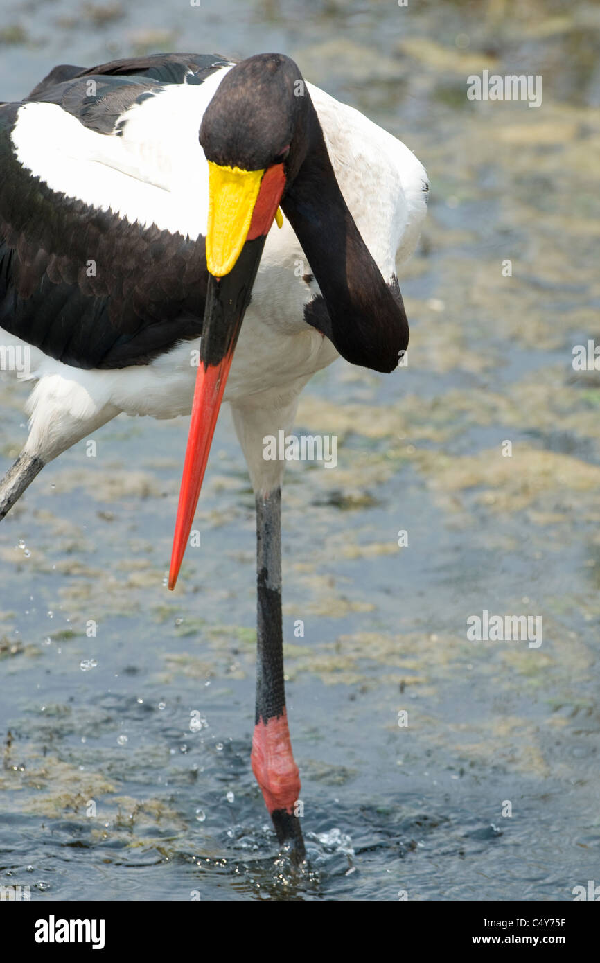 A Saddle Billed Stork, Ephippiorhynchus senegalensis, fishes in a river ...