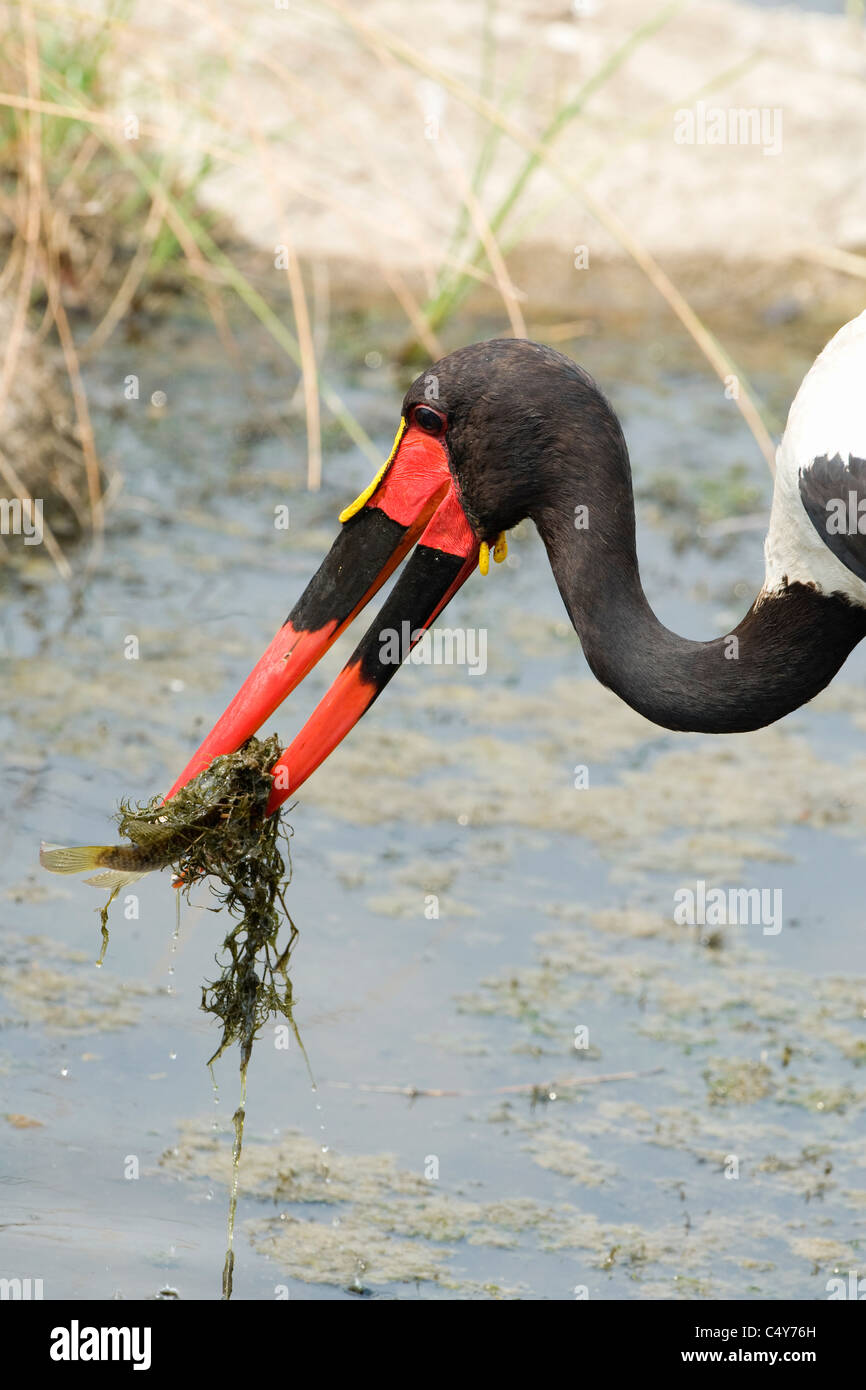 A Saddle Billed Stork, Ephippiorhynchus senegalensis, fishes in a river ...