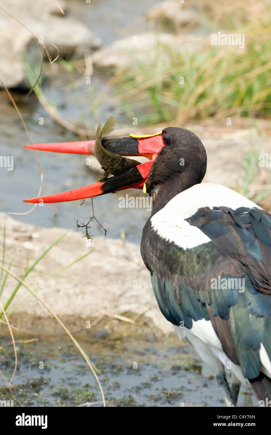 A Saddle Billed Stork, Ephippiorhynchus senegalensis, fishes in a river ...