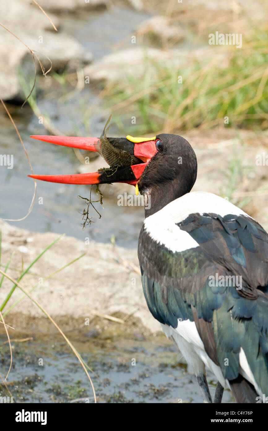 A Saddle Billed Stork, Ephippiorhynchus senegalensis, fishes in a river ...