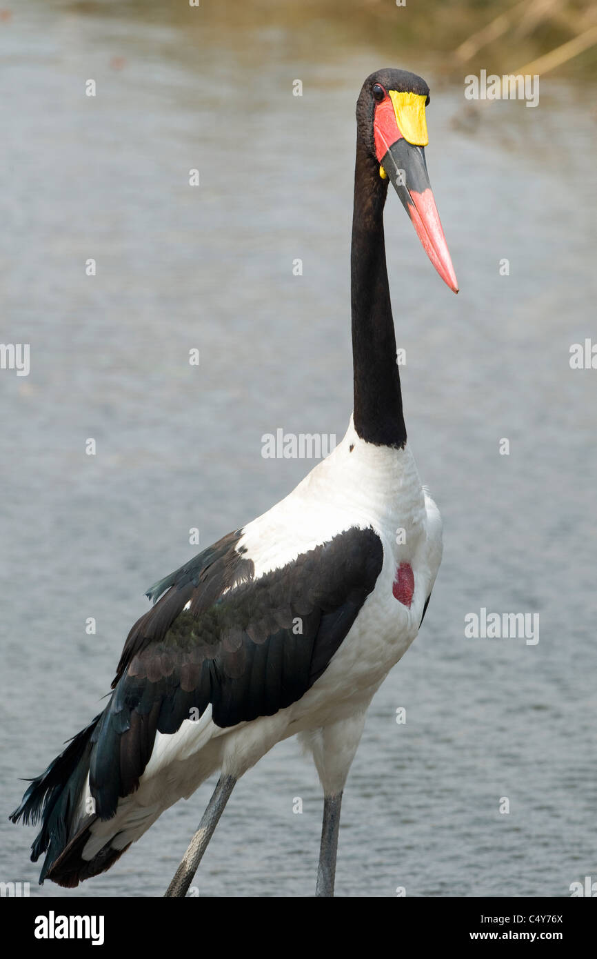 Saddle billed stork in bush hi-res stock photography and images - Alamy