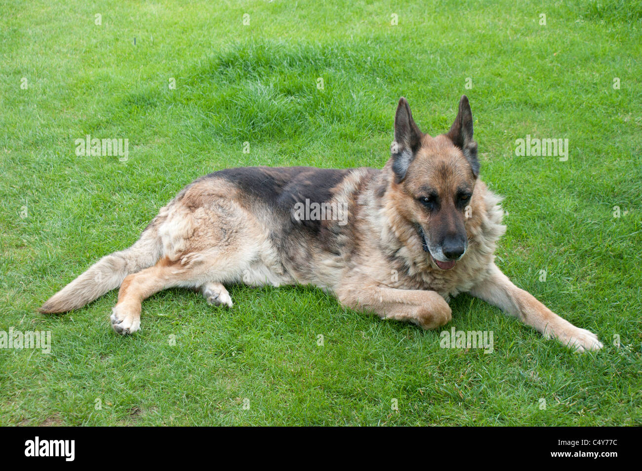 Lie dog hi-res stock photography and images - Alamy