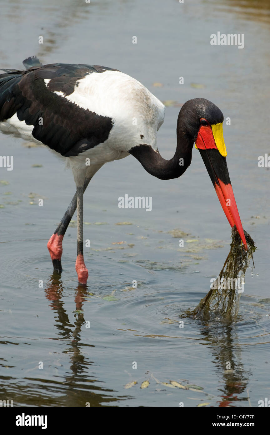 A Saddle Billed Stork, Ephippiorhynchus senegalensis, fishes in a river ...