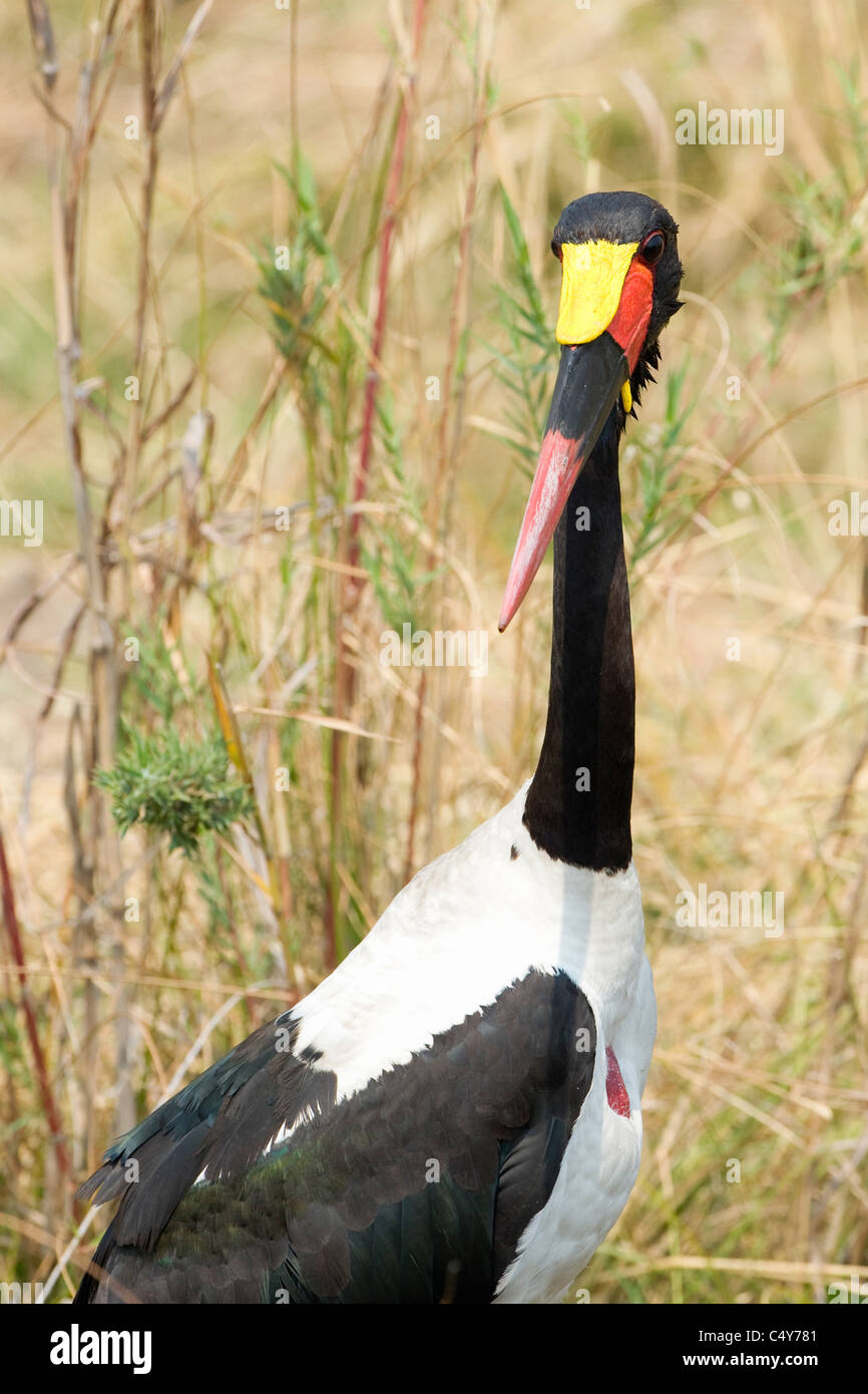 A Saddle Billed Stork, Ephippiorhynchus senegalensis, fishes in a river ...