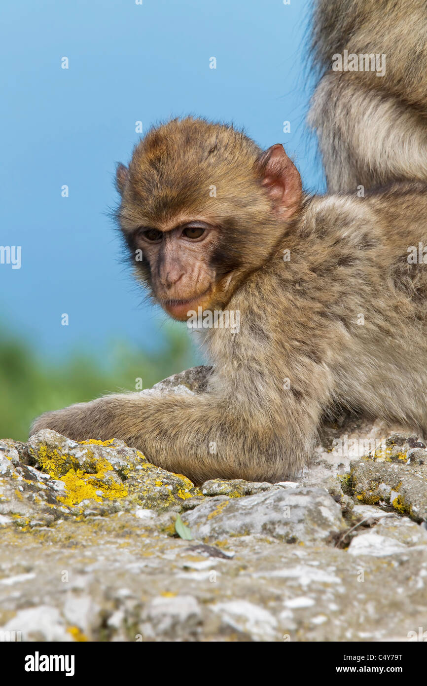 Groomed primate hi-res stock photography and images - Alamy