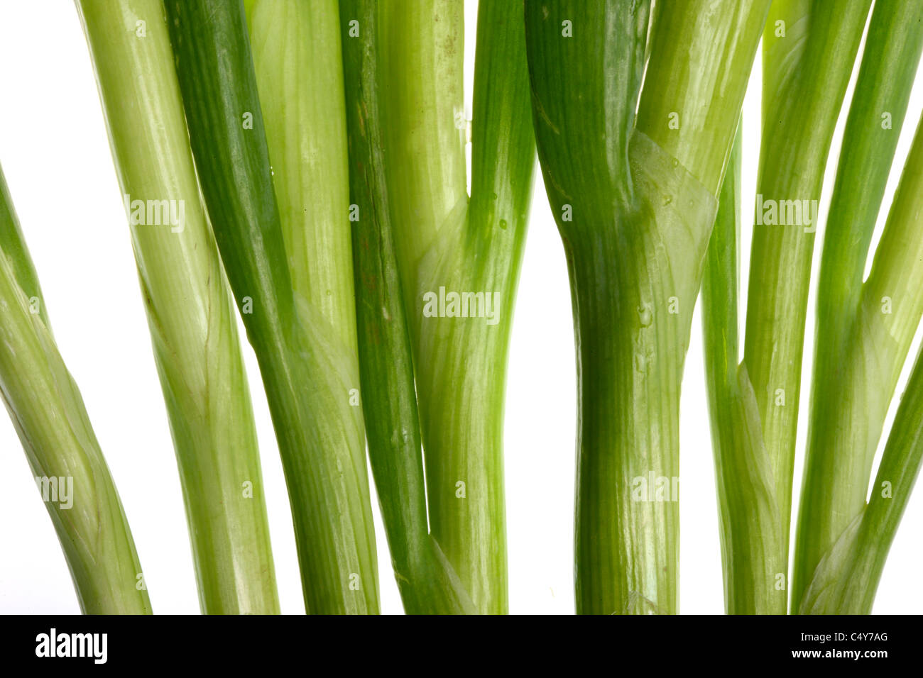 Vegetable, spring onions, green onions, scallion Stock Photo - Alamy