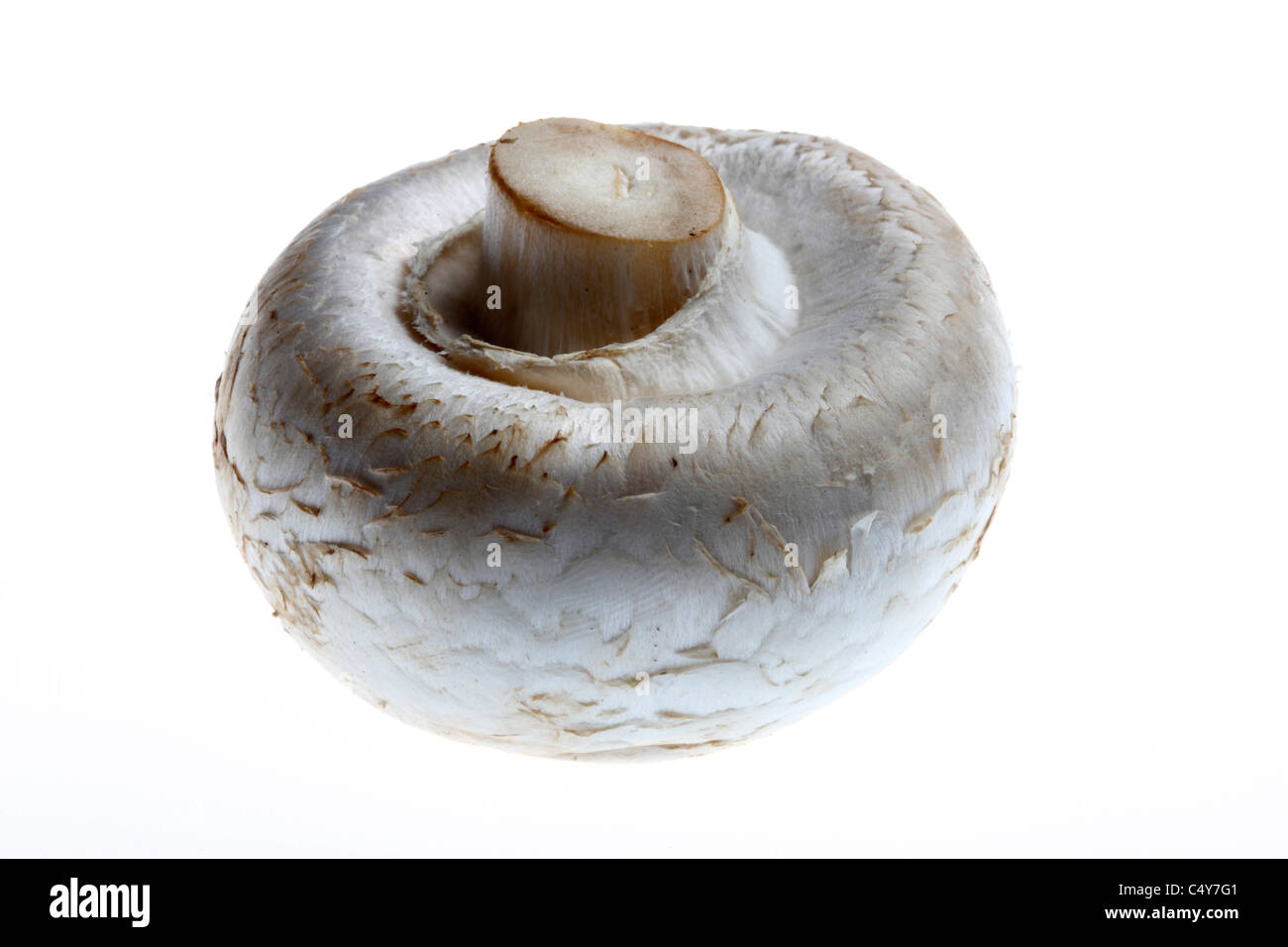 Button mushroom hi-res stock photography and images - Alamy