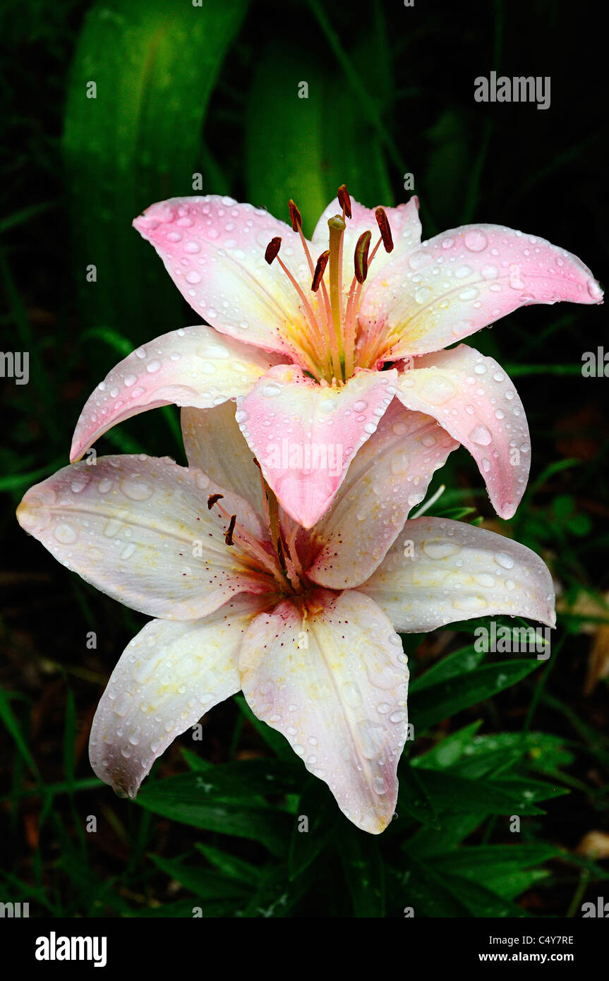 Two white and pink Asiatic Lilies side by side Stock Photo - Alamy