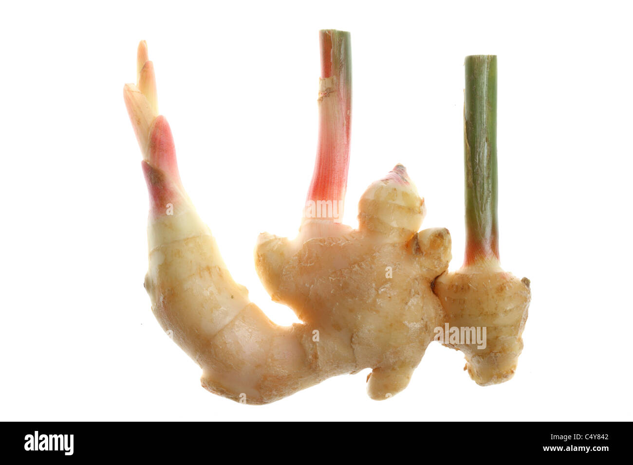 Vegetable, fresh ginger root Stock Photo - Alamy