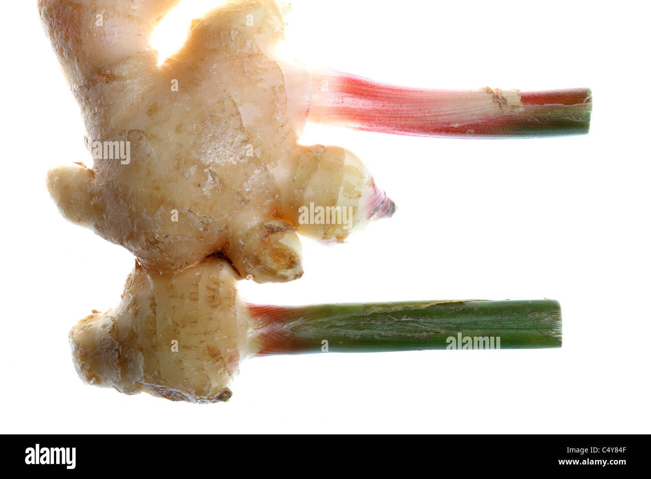 Ginger Root Vegetable at Sean Freeleagus blog