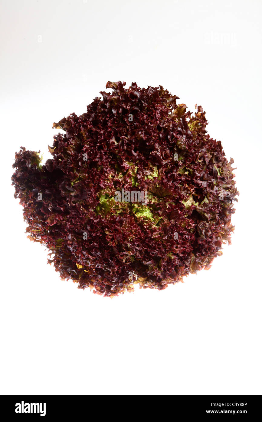 Lollo rosso hi-res stock photography and images - Alamy