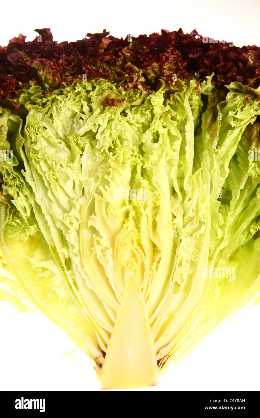Lollo Rosso, red Italian garden salad Stock Photo - Alamy