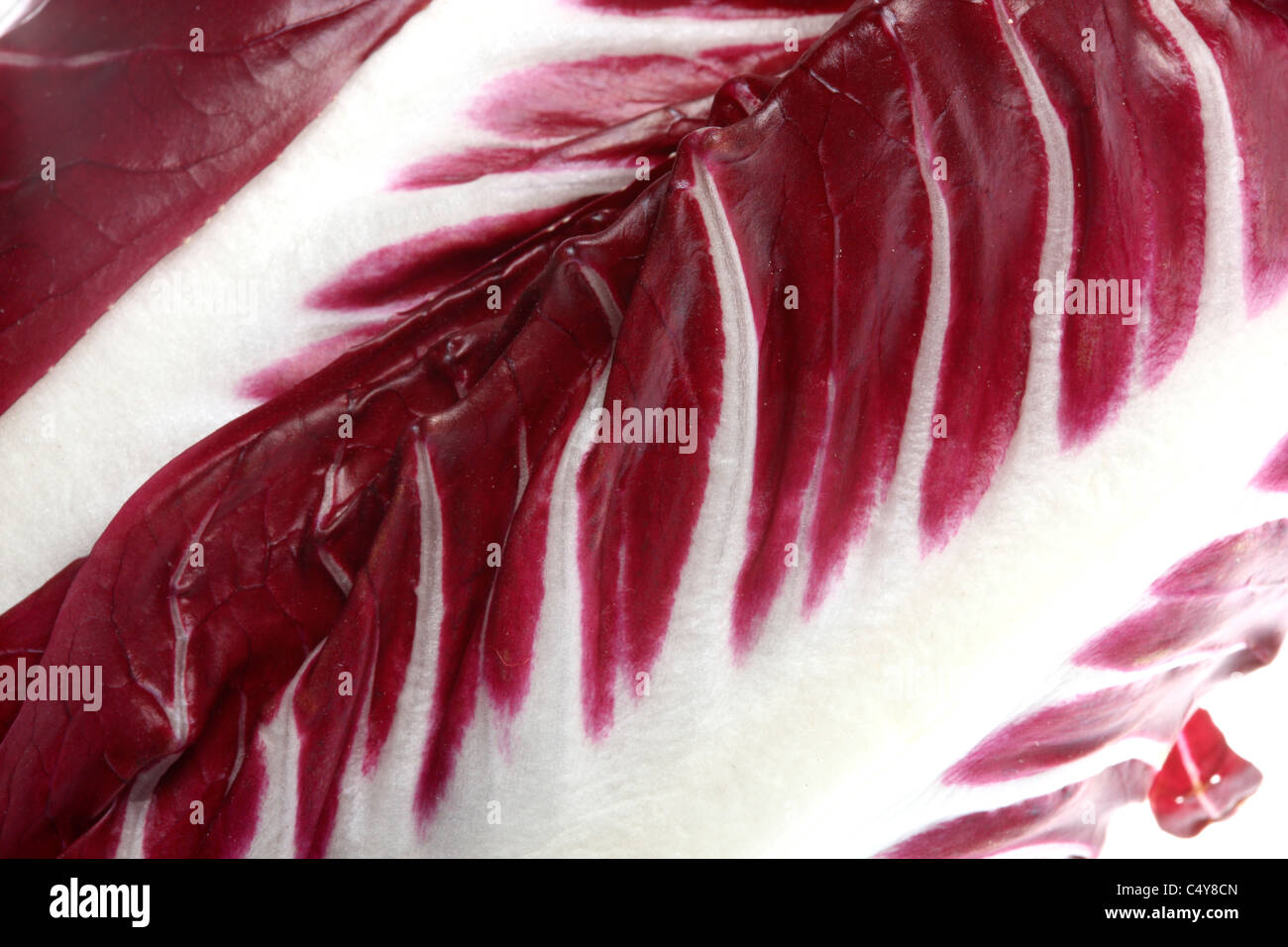 long Radicchio salad, red endive salad Stock Photo - Alamy