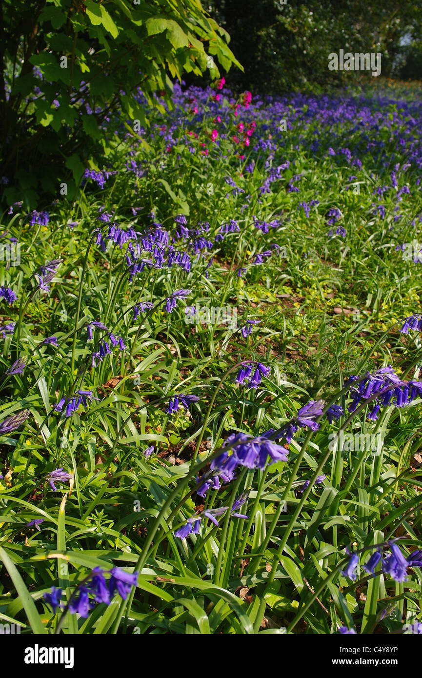 bluebells in wood green leaves trees behind Stock Photo - Alamy