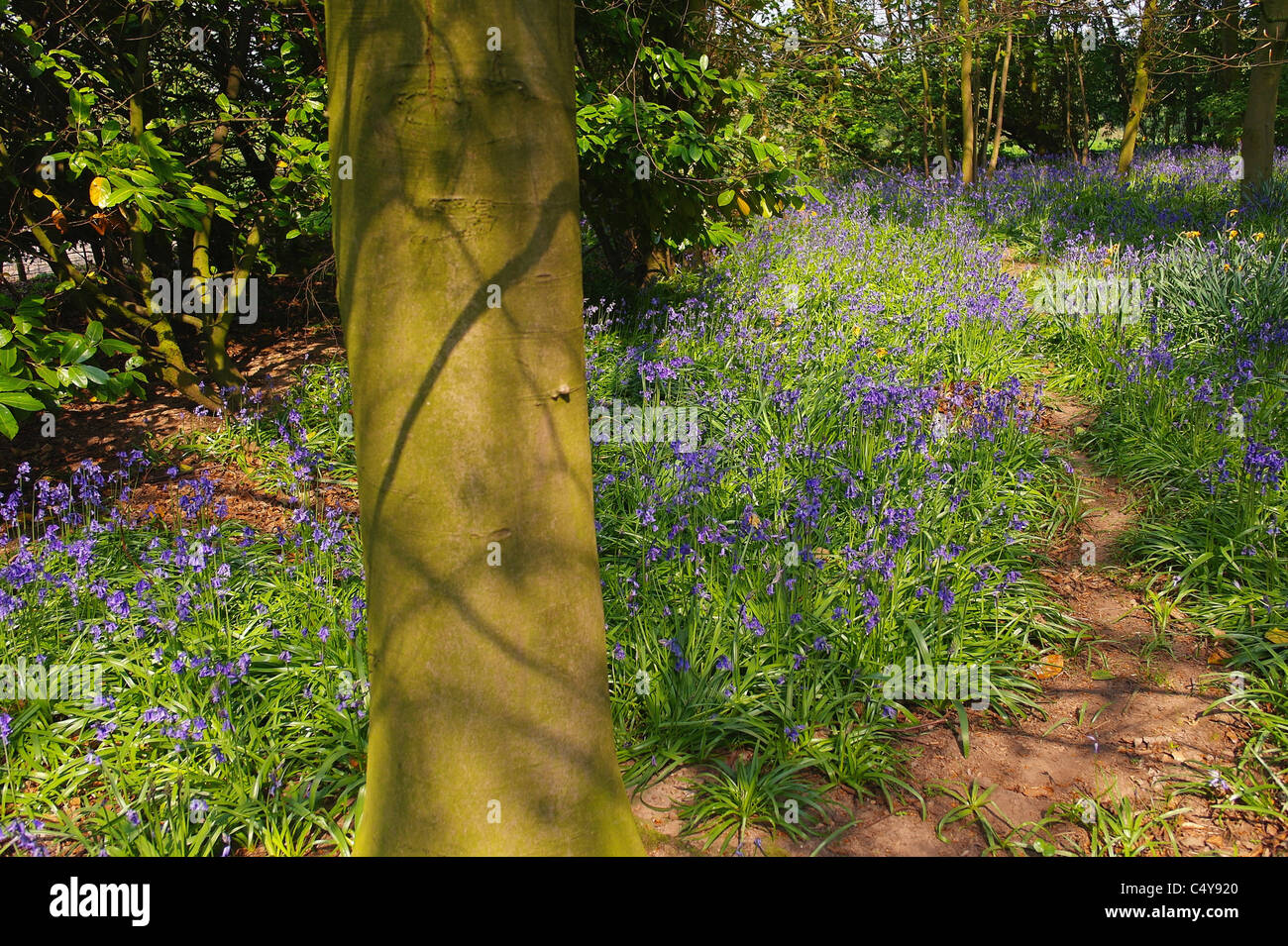 bluebells in wood green leaves trees behind Stock Photo - Alamy