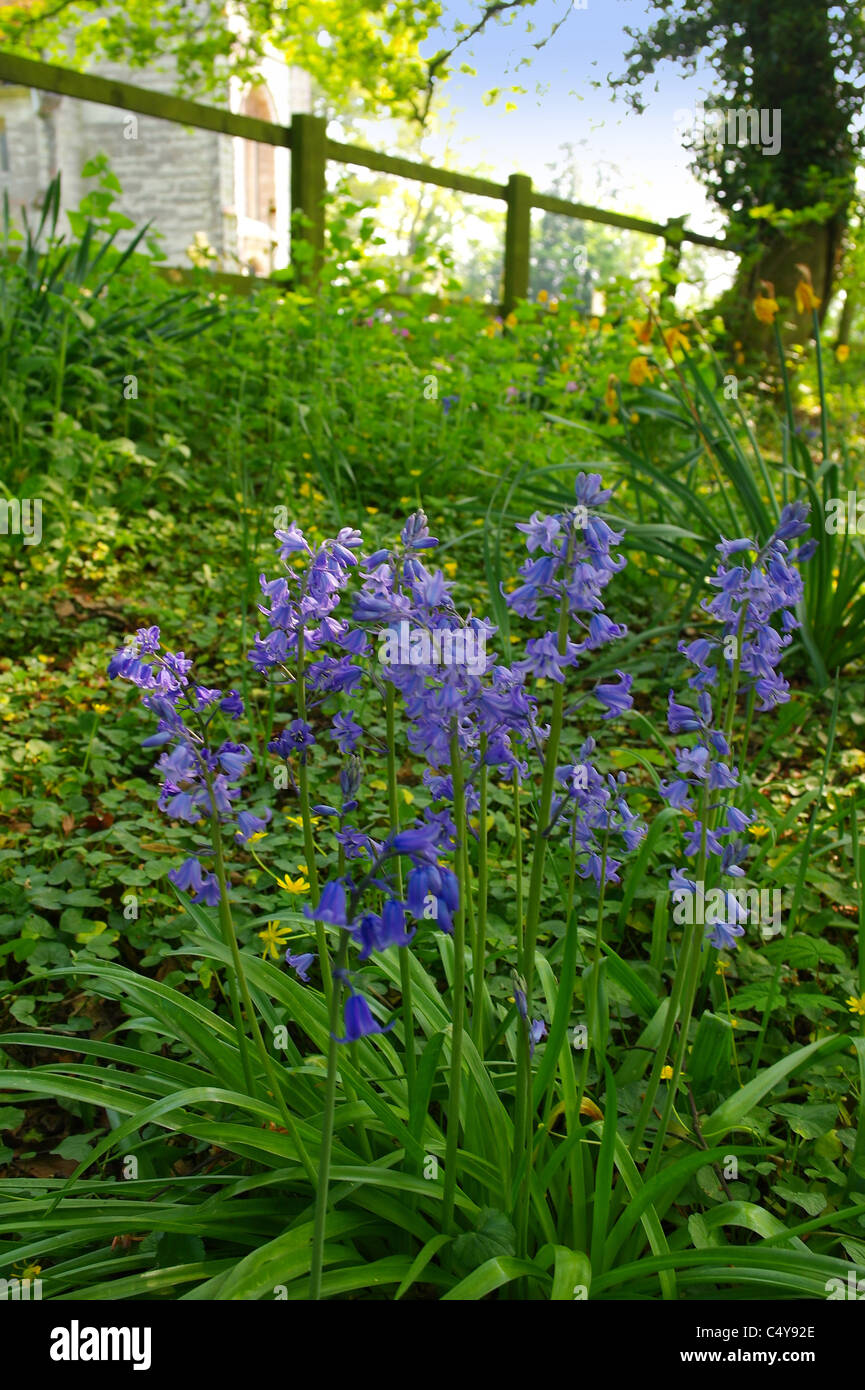 bluebells in wood green leaves trees behind Stock Photo - Alamy