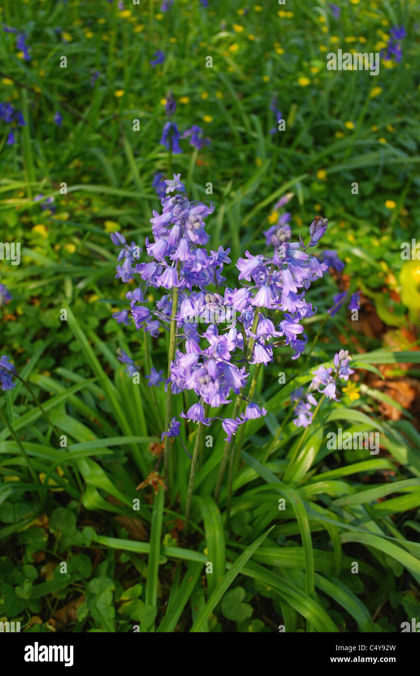 bluebells in wood green leaves trees behind Stock Photo - Alamy