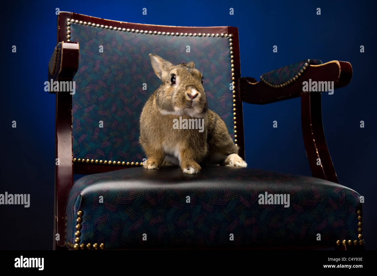 Rabbit on the chair Stock Photo - Alamy