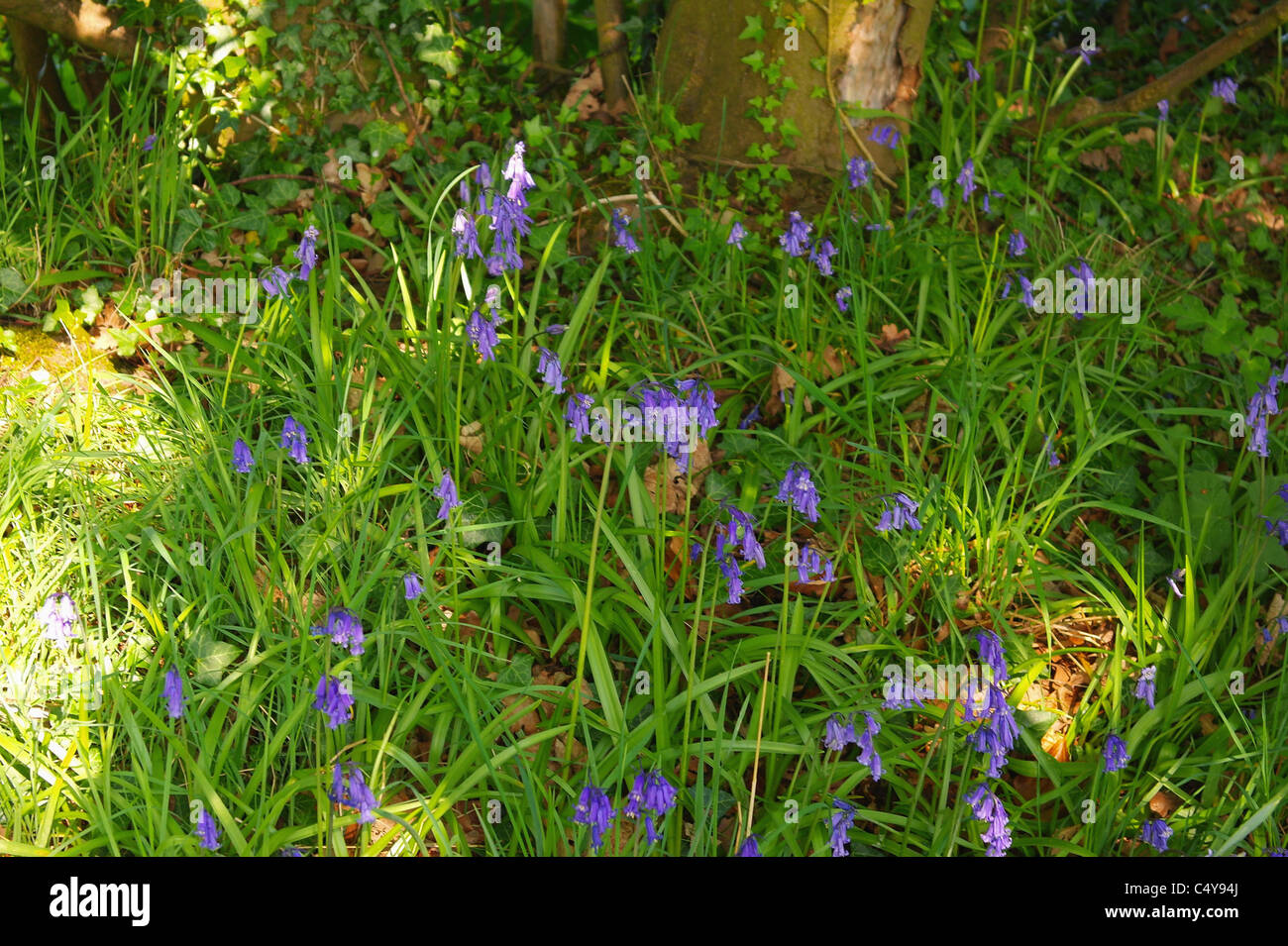 bluebells in wood green leaves trees behind Stock Photo - Alamy