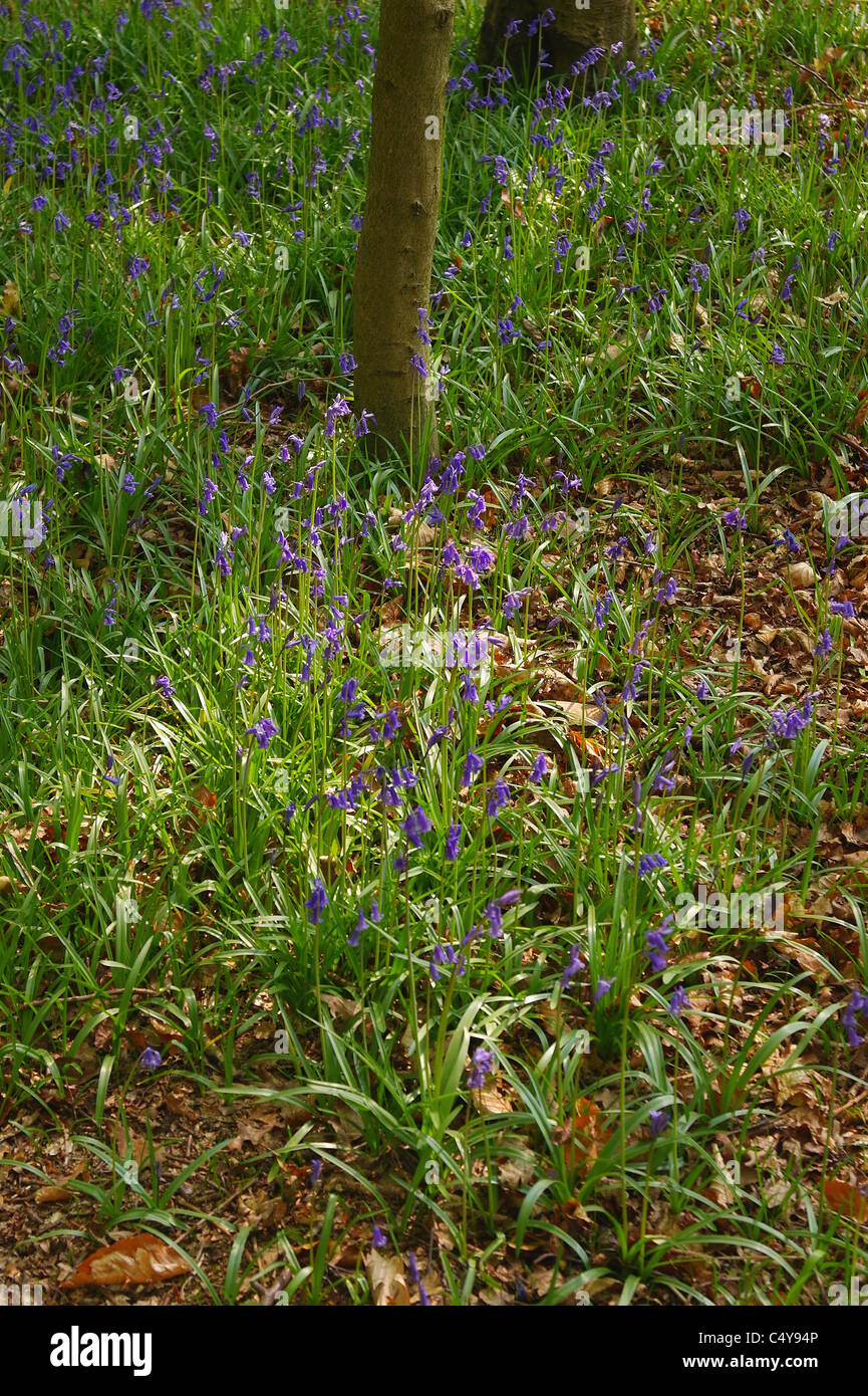 bluebells in wood green leaves trees behind Stock Photo - Alamy