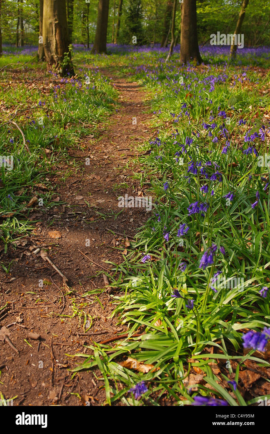 bluebells in wood green leaves trees behind Stock Photo - Alamy