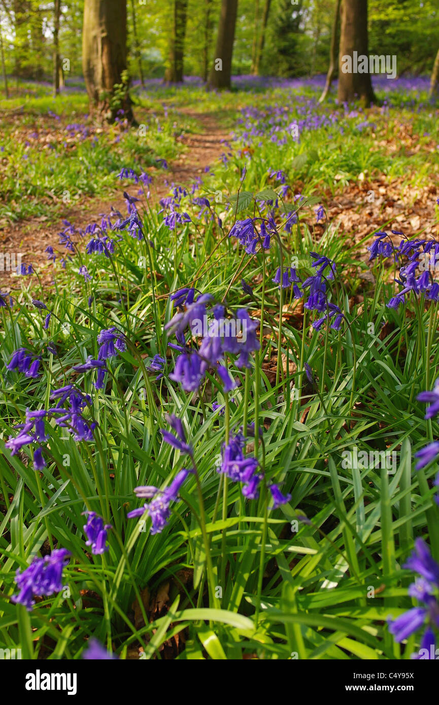 bluebells in wood green leaves trees behind Stock Photo - Alamy