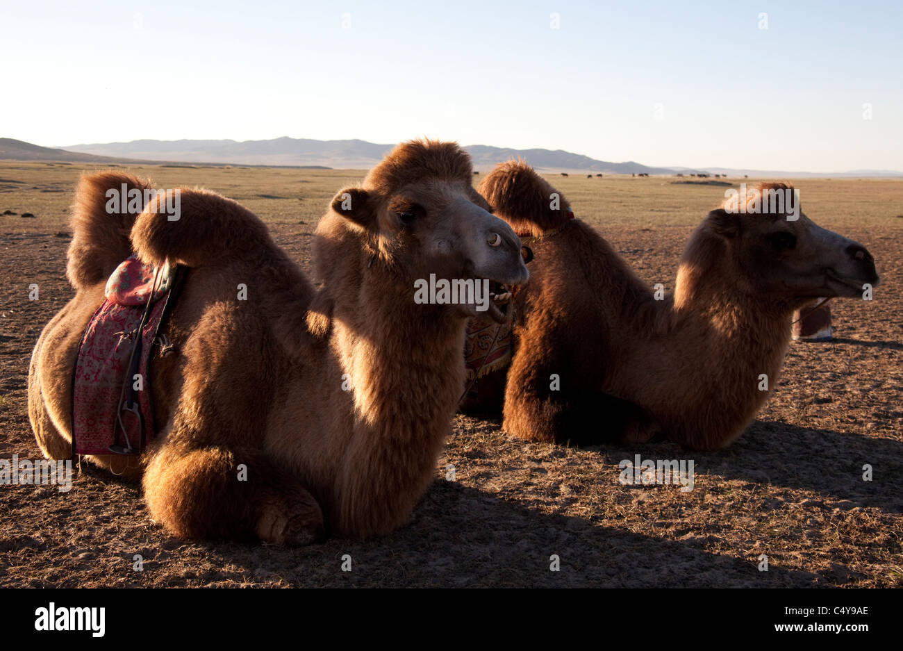 Two Humped Bactrian Camel - Camelus Bactrianus - in the Central ...