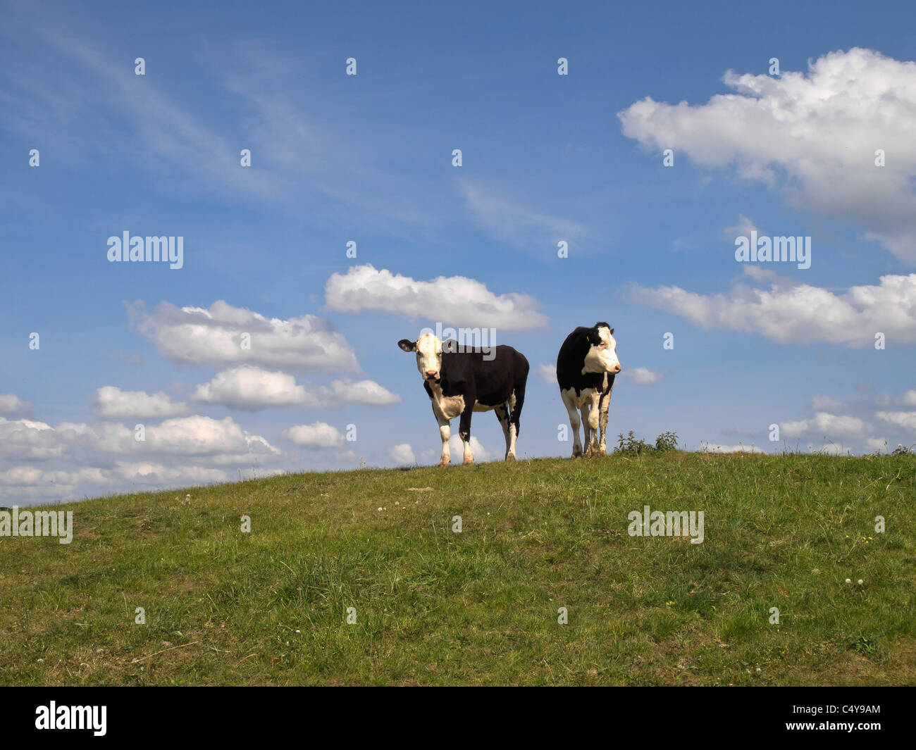 cattle in field farmland countryside Stock Photo - Alamy