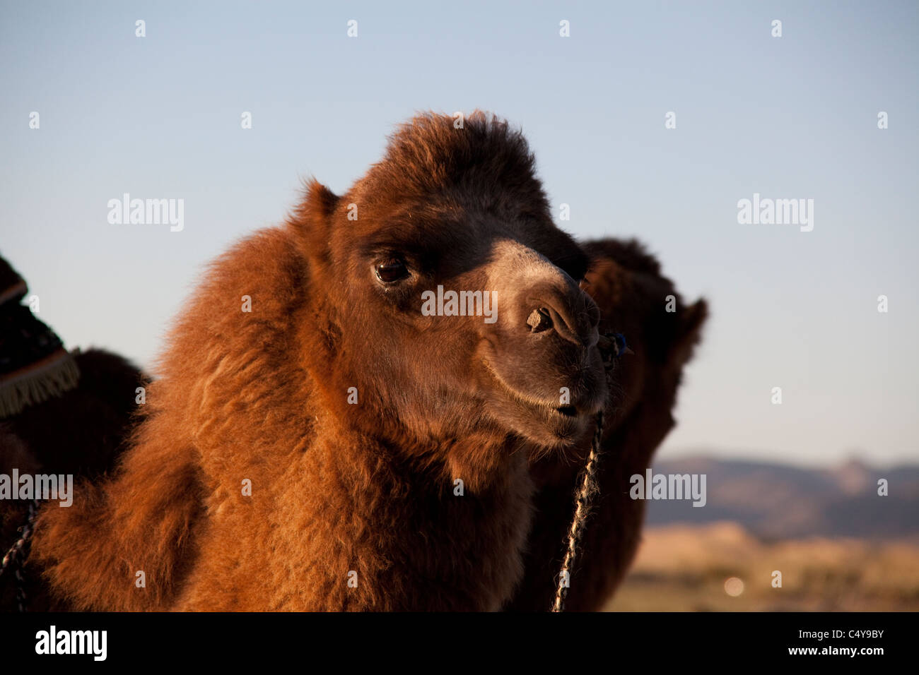 Close Up of Two Humped Bactrian Camel - Camelus Bactrianus - in the ...