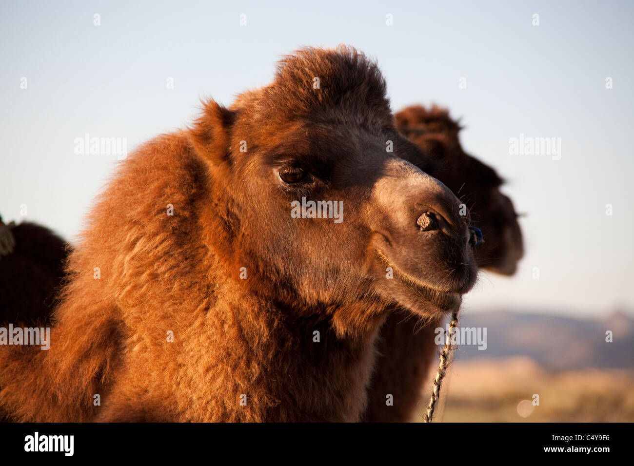 Close Up of Two Humped Bactrian Camel - Camelus Bactrianus - in the ...